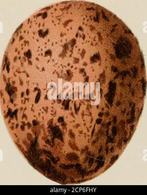 . Diseases and enemies of poultry . BALD EAGLE Stock Photo - Alamy