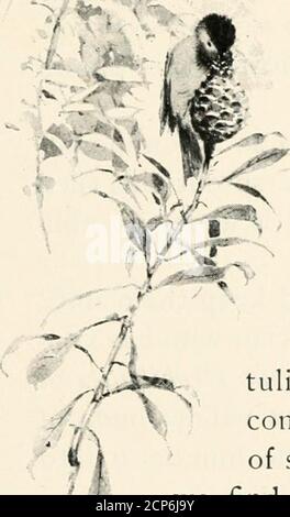 Magnolia tree with cone shaped fruit, Santa Margherita Ligure, Northern ...