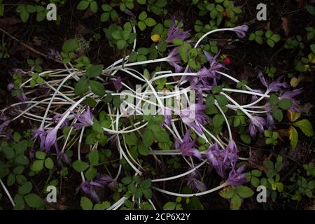 Dying autumn crocus flowers Stock Photo - Alamy