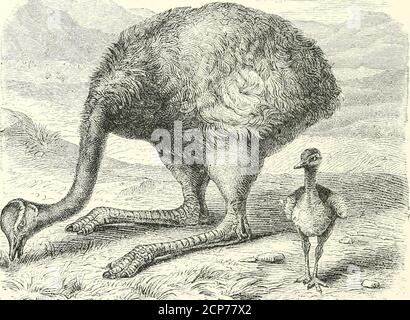 ostrich hides its head in the sand Stock Photo - Alamy