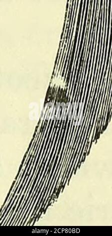 Baleen plates from whale mouth, dates from 1840's whaling era, Kaikoura ...