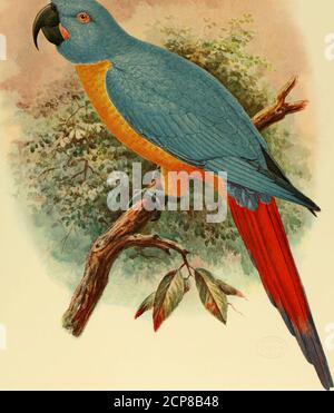 Extinct birds (Plate 16 Stock Photo - Alamy