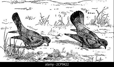 two doves in a fight Stock Photo - Alamy