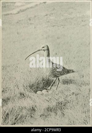 Curlew sitting on a rock Stock Photo - Alamy