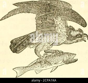 . Rapacious birds of Ohio . bill large, compressed; curved and sharp at ...