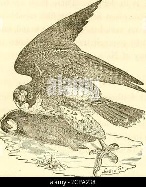 . Rapacious birds of Ohio . bill large, compressed; curved and sharp at ...