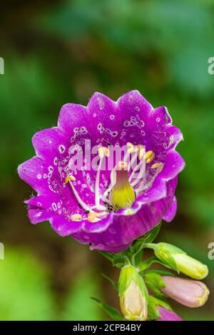 Foxglove, monster foxglove (Digitalis purpurea monstruosa), a freak of ...