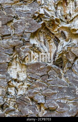 natural texture - cracked bark on mature trunk of larch tree ( larix ...