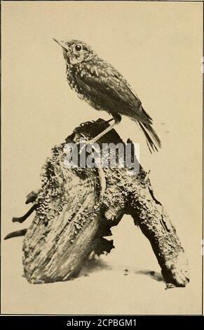 Baby cow feeding in the afternoon Stock Photo - Alamy