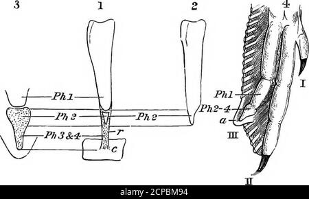 . The structure and classification of birds . digit II. For the ...