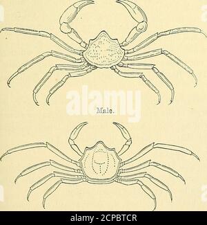 A male New Zealand Cook Strait giant weta (Deinacrida rugosa) - a ...