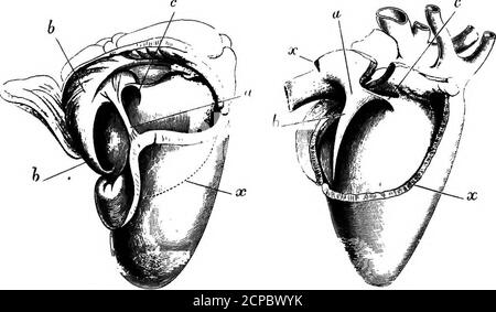 Circulatory system of birds Stock Photo - Alamy