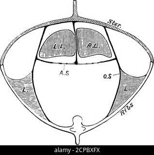 . The structure and classification of birds . r birds, the horizontal ...