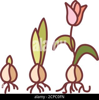 coloring pages seed growth and development