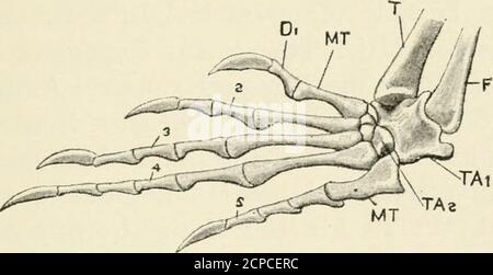 . The structure and life of birds . Fig. 3- -Tibia and Fibula of Fowl ...