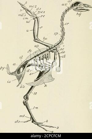 Bone structure: humerus and a dorsal vertebra Stock Photo - Alamy