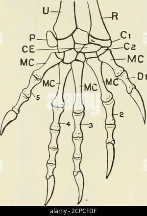 . The structure and life of birds . Fig. 3.—Tibia and Fibula of Fowl. F ...