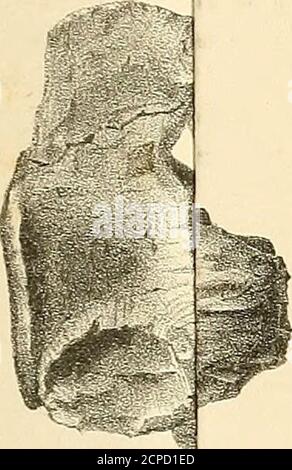 The femur of the Megalosaurus Stock Photo - Alamy
