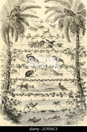 Stomach of Ostrich Stock Photo - Alamy