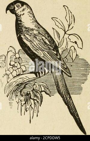 . The history of birds : their varieties and oddities, comprising ...