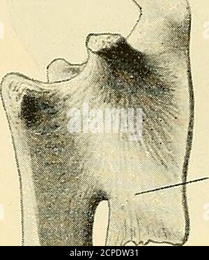 . The structure and life of birds . PCO (5) Birds have a single ...
