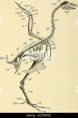. The structure and life of birds . MT, first metatarsal;pb, pubis ; py ...