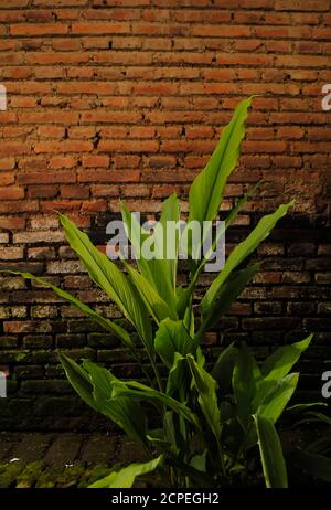 Turmeric / Inflorescence of turneric (curcuma longa) growing near red ...