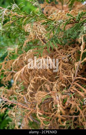 Mushroom Pestalotiopsis funerea is the cause of the shoot death of the ...