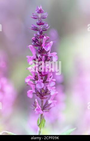 Vertical macro of soft green Salvia leaves with purple buds. Great for ...