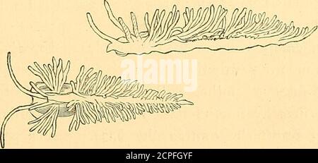 Three pointed animal teeth Stock Photo - Alamy