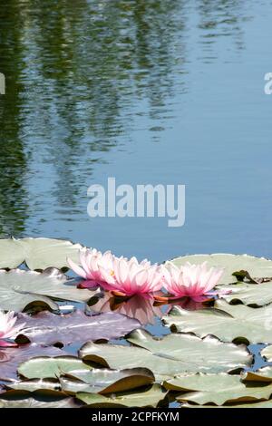 Germany, Baden-Württemberg, Au a. Rhine, Canada Goose (Branta ...
