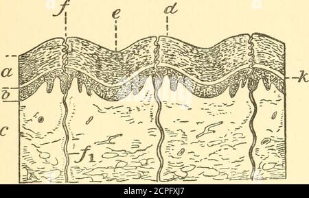 . The sense of touch in mammals and birds : with special reference to ...