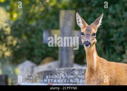 Durrington Cemetery Deer Stock Photo - Alamy