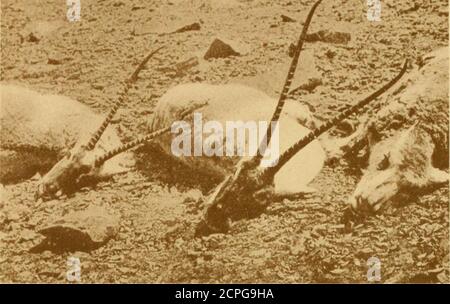 Tibetan antelope (Pantholops hodgsoni) male running after his harem of ...