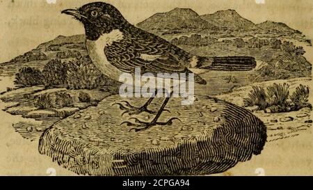 Large black and white quills on a wild porcupine Stock Photo - Alamy