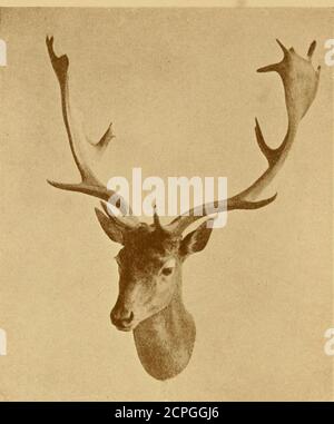 Fallow deer buck with palmated antlers Stock Photo - Alamy