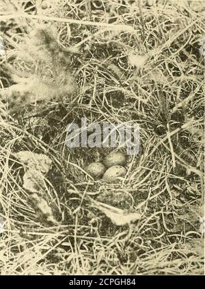 A distributional list of the Stock Photo - Alamy