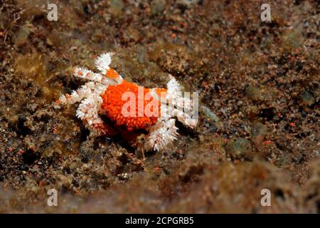 Xanthide crab ( Actaea peronii) , also known as stone crab, Bali, Indo ...