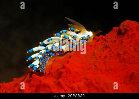 Yamasu's Cuthona ( Trinchesia yamasui) crawls over red sponge, Bali ...