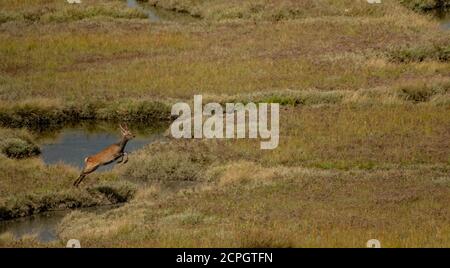 Sika stag jumping river Stock Photo - Alamy