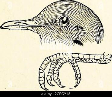 Mourning doves feeding on the ground in central Texas Stock Photo - Alamy