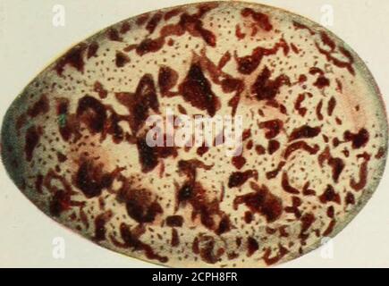 Partridge eggs. Perdix perdix. Grey partridge Stock Photo - Alamy