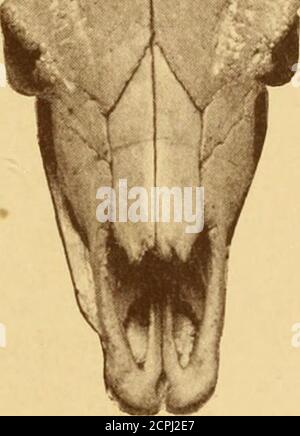 Skull and Horns of a Bull Gayal from Tenasserim. In the Collection of ...
