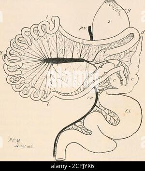 . The structure and classification of birds . Fig. 10. - Argtis ...