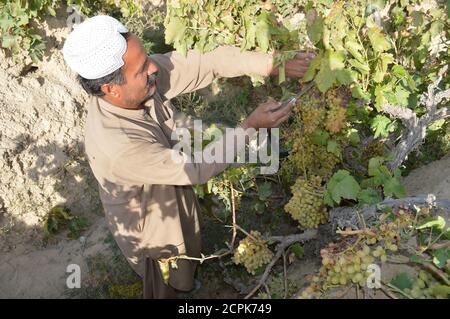 Quetta. 19th Sep, 2020. A man harvests grapes at a vineyard on the ...