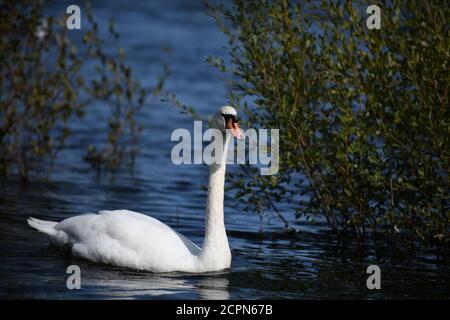 swans on Chasewater lake in staffordshire Stock Photo - Alamy