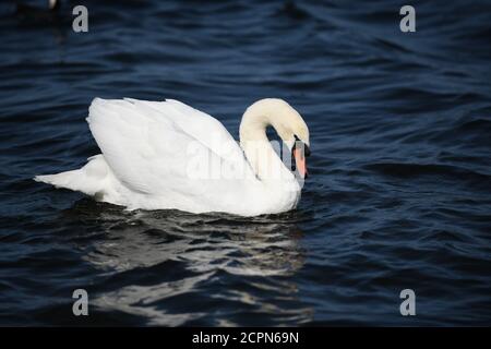 swans on Chasewater lake in staffordshire Stock Photo - Alamy