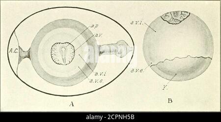 Chick embryo in egg shell Stock Photo - Alamy