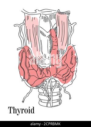 Thyroid gland, trachea internal organ anatomy, woman throat neck, human ...