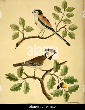 A natural history of birds (Numb. LVII) ,Birds Early works to 1800 ...